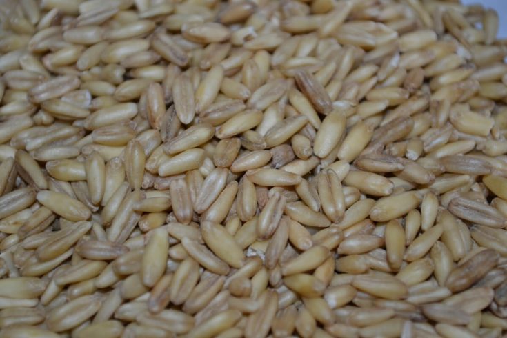 10 Incredible Benefits Of Oats (Guide To Types, Prep, Cooking, Skin care)