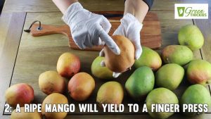 When Is A Mango Ripe? - 6 Easy Signs